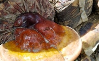 人工灵芝多少钱一斤_人工灵芝价格影响因素