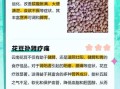 花豆的功效与作用禁忌_花豆怎么吃最健康