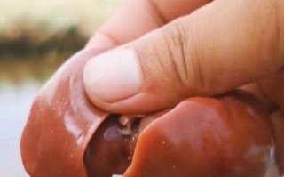 鸡肝能钓什么鱼_鸡肝钓鱼技巧