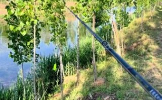 黑鱼窝图片_黑鱼窝长什么样