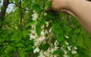 紫槐花能吃吗_紫槐花怎么吃才安全