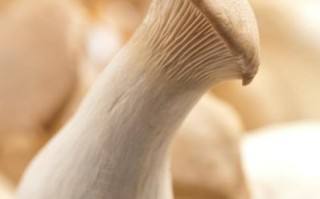 鸡腿菇图片大全大图唯美_如何拍出高清质感