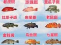 斑鱼有哪些常见种类_斑鱼图片怎么区分