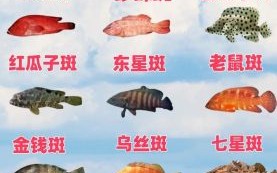 斑鱼有哪些常见种类_斑鱼图片怎么区分