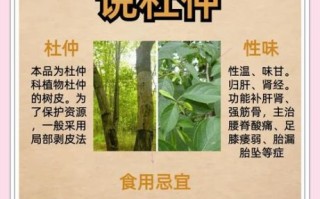 长期服用杜仲的危害_杜仲副作用有哪些