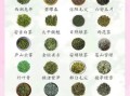 绿茶有哪些种类_哪种绿茶最好喝