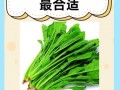 菠菜是什么意思_菠菜有哪些网络新梗