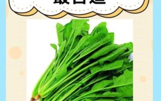 菠菜是什么意思_菠菜有哪些网络新梗