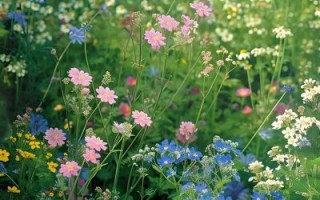 植物图片大全大图唯美_如何拍出高清唯美植物大图