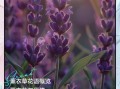 薰衣草花语是什么_薰衣草寓意有哪些