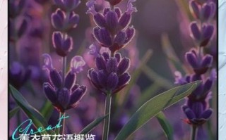 薰衣草花语是什么_薰衣草寓意有哪些