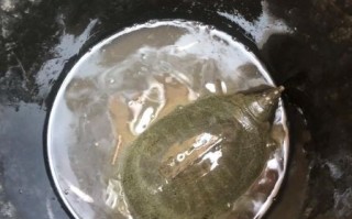 甲鱼多少钱一斤2018_2018甲鱼价格行情