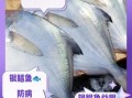银鲳鱼的营养价值_银鲳鱼的功效与作用
