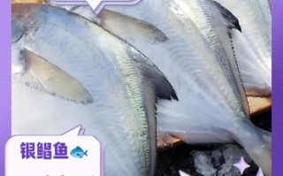 银鲳鱼的营养价值_银鲳鱼的功效与作用