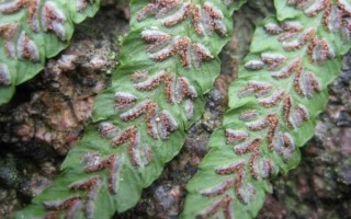 猴腿蹄盖蕨怎么养_猴腿蹄盖蕨能吃吗