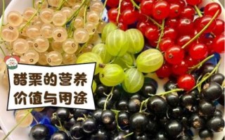 醋栗的功效与作用_醋栗图片怎么区分真假