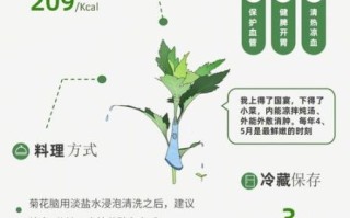 菊花脑是什么菜_菊花脑怎么吃最好