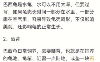 新手养龟要注意什么_乌龟怎么养才健康