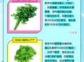 欧芹是什么味道_欧芹和香菜味道一样吗