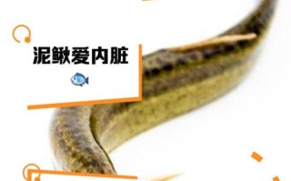 泥鳅是发物吗_哪些人不能吃泥鳅