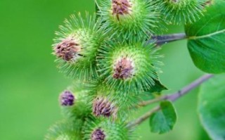 牛蒡根长什么样_牛蒡植物图片怎么辨认