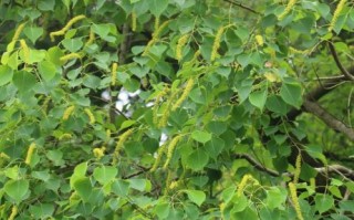 乌桕树什么时候开花_乌桕树适合种在庭院吗