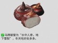 马蹄其实是马的什么_马蹄结构功能详解