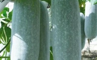 甲状腺结节不能吃什么水果_甲状腺最怕的2个水果