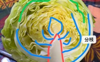 卷心菜长什么样_卷心菜图片特征解析