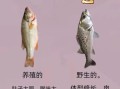 鲈鱼有哪些常见种类_如何区分淡水鲈鱼和海鲈鱼