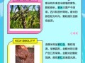血糯米是紫米吗_血糯米和紫米的区别