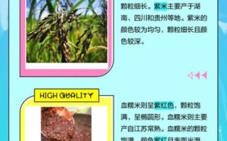 血糯米是紫米吗_血糯米和紫米的区别