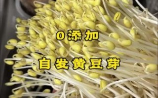 自制黄豆芽的做法_怎么发黄豆芽最快最成功