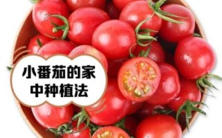 樱桃柿子可以减肥吗_樱桃柿子的功效与作用