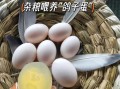 鸽子蛋壮阳吃几个_鸽子蛋壮阳多久见效