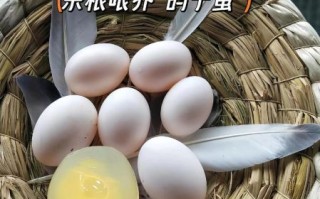 鸽子蛋壮阳吃几个_鸽子蛋壮阳多久见效