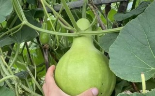 菜葫芦怎么做好吃_菜葫芦的做法大全