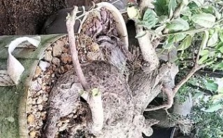 羊奶果盆景怎么养_羊奶果盆景图片大全