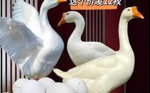 鹅蛋价格多少钱一斤_鹅蛋多少钱一个