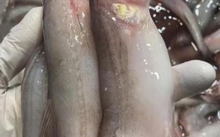 豆腐鱼怎么做好吃又简单_豆腐鱼的家常做法