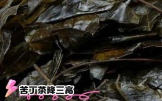 苦丁茶的功效与作用_苦丁茶有什么副作用