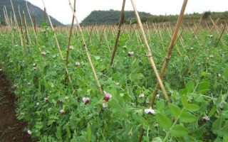 荷兰豆原产地在哪里_荷兰豆为什么叫荷兰豆
