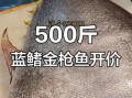 金枪鱼价格多少钱一斤_影响金枪鱼价格的因素