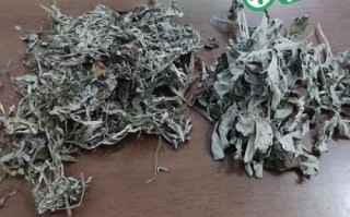 真艾叶和假艾叶的区别_如何辨别真假艾叶
