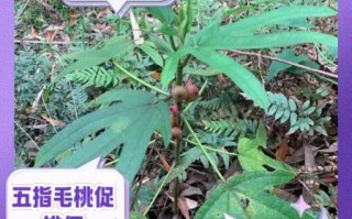 五指毛桃有毒吗_五指毛桃中毒症状
