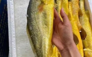 小黄鱼多少钱一斤2020_2020年小黄鱼价格走势