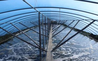 大棚养虾风险大不大_新手最容易踩的坑