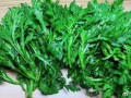 蓬蒿的读音是什么_蓬蒿怎么读才标准