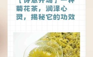 菊花泡水喝的功效与作用_长期喝菊花水会上火吗