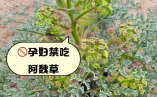 阿魏草怎么吃_阿魏草的正确吃法
